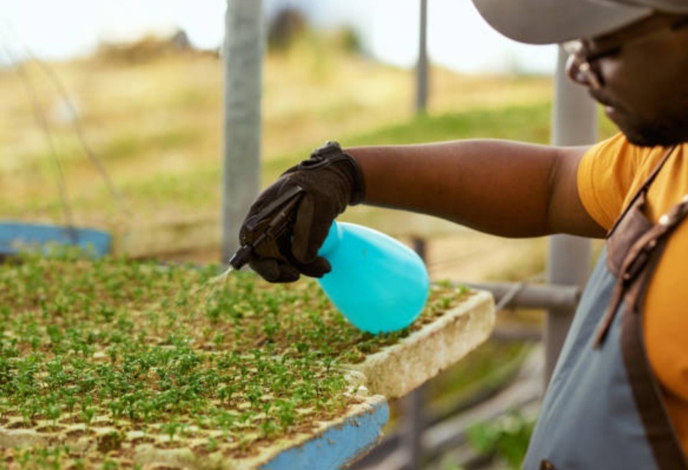 Climate Resilient Seedlings are The Future of Agriculture - Jollof Mash